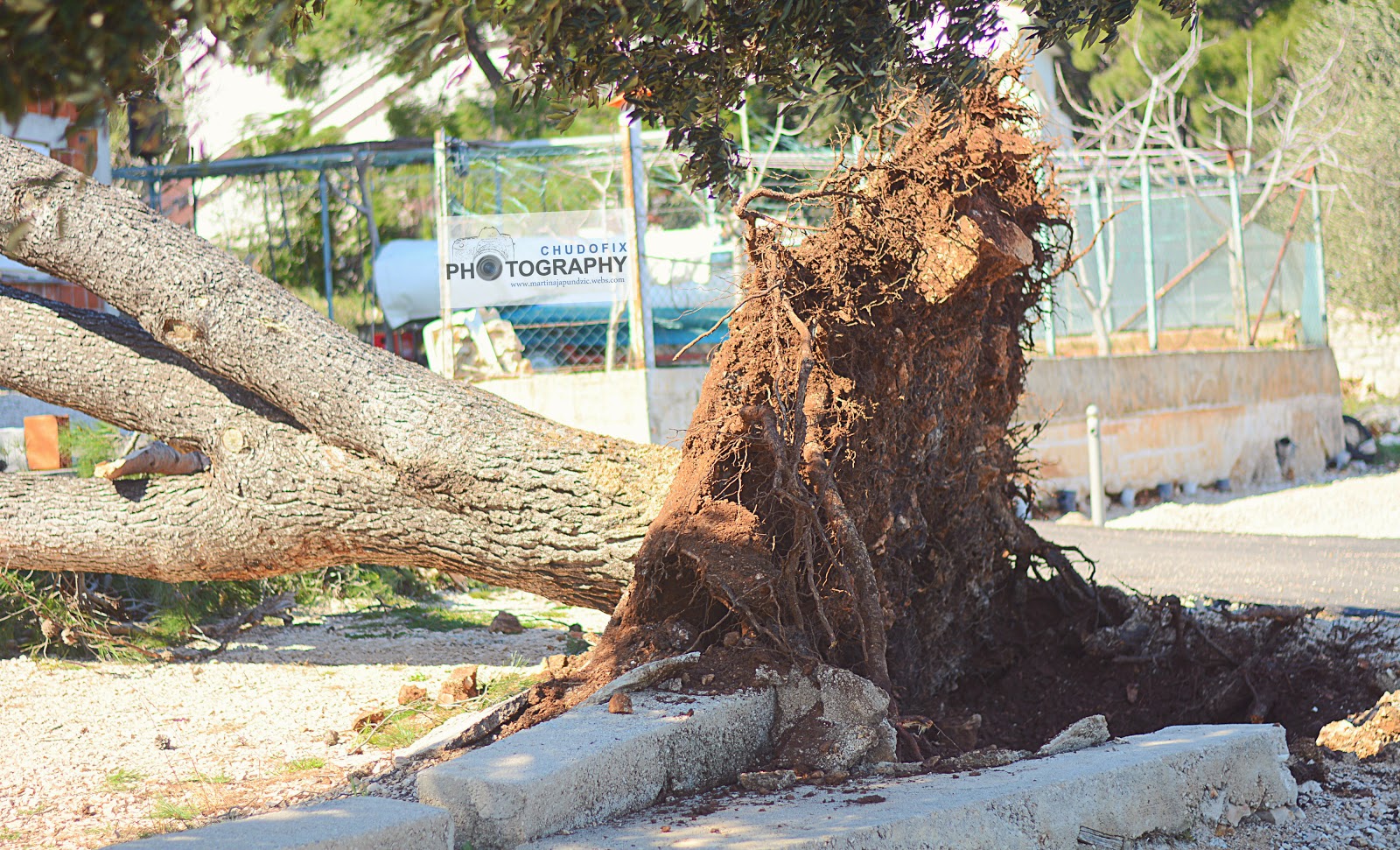 Bilice.com.hr: Bura oborila stablo bora u Stublju