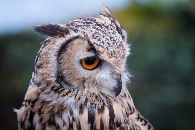Bubo Virginianus = Búho virginiano 2 fotos | Fotografía Demetrio Fernández