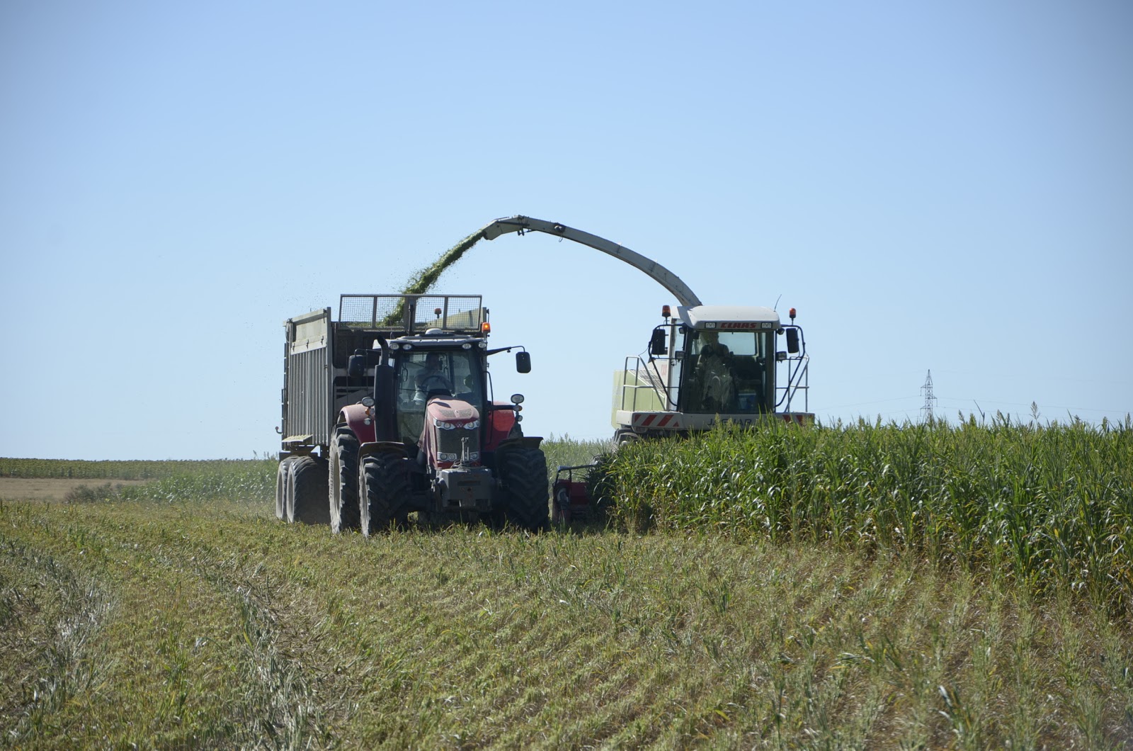 Ensiling Sorghum: chopping, transport and pressing