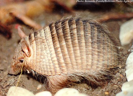 La Riqueza de la Flora y Fauna en Bolivia: la flora y fauna en bolivia