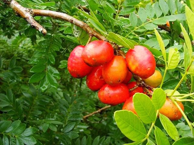 Seriguela - Spondias purpurea