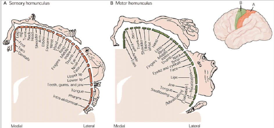 El homúnculo de Penfield. Un hombrecillo en el cerebro.