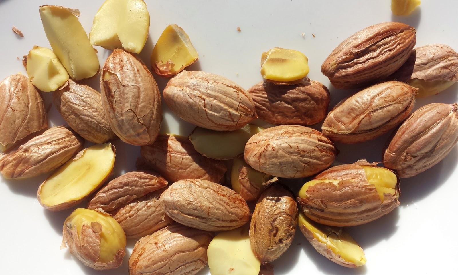 Musings from Little Grove Farm: Preparing Acorn Flour from Acorns