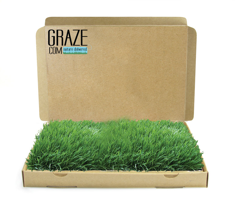 Final Major Project: Grass concept and design ideas