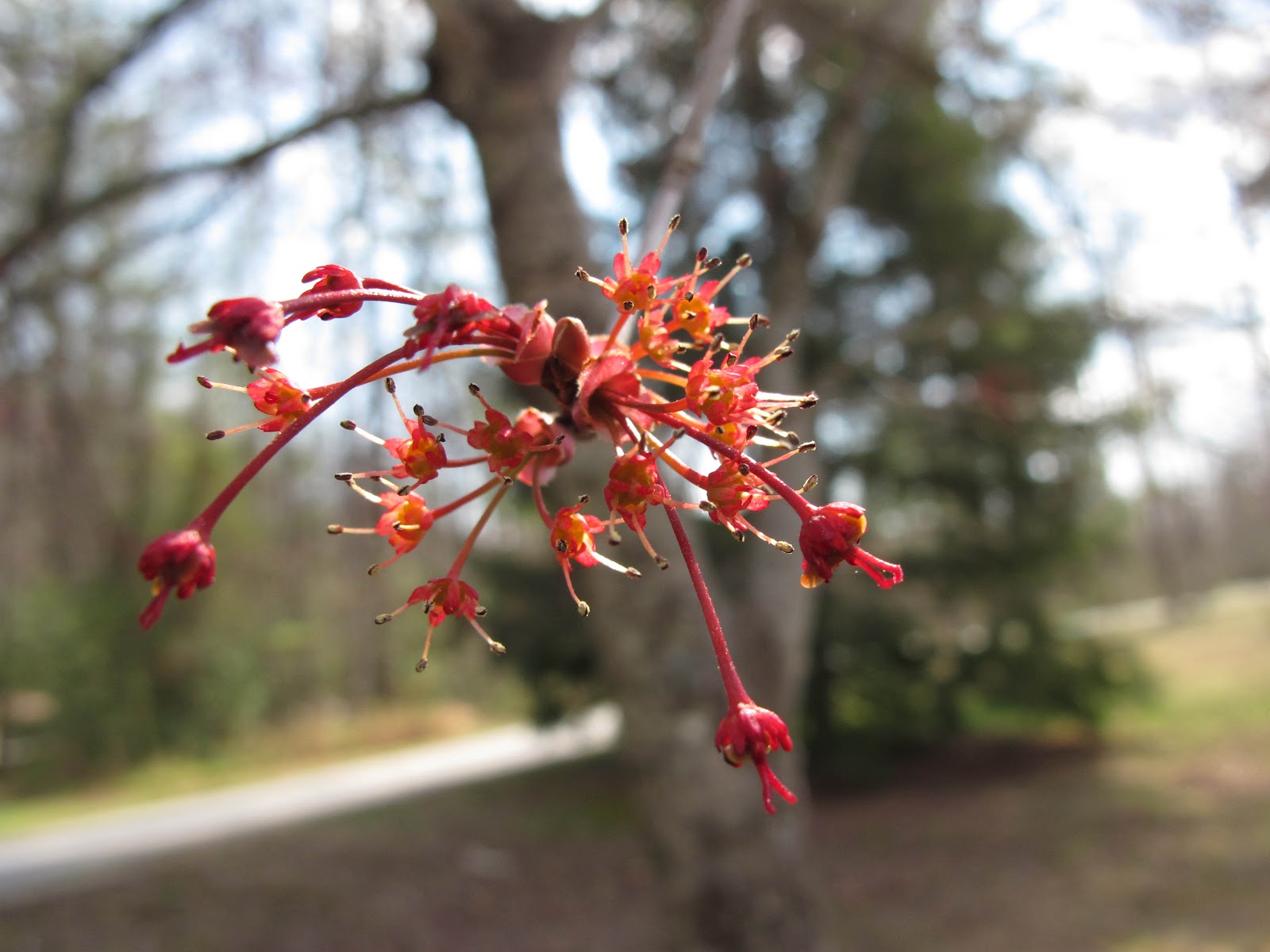 Red Maple Tree Flower