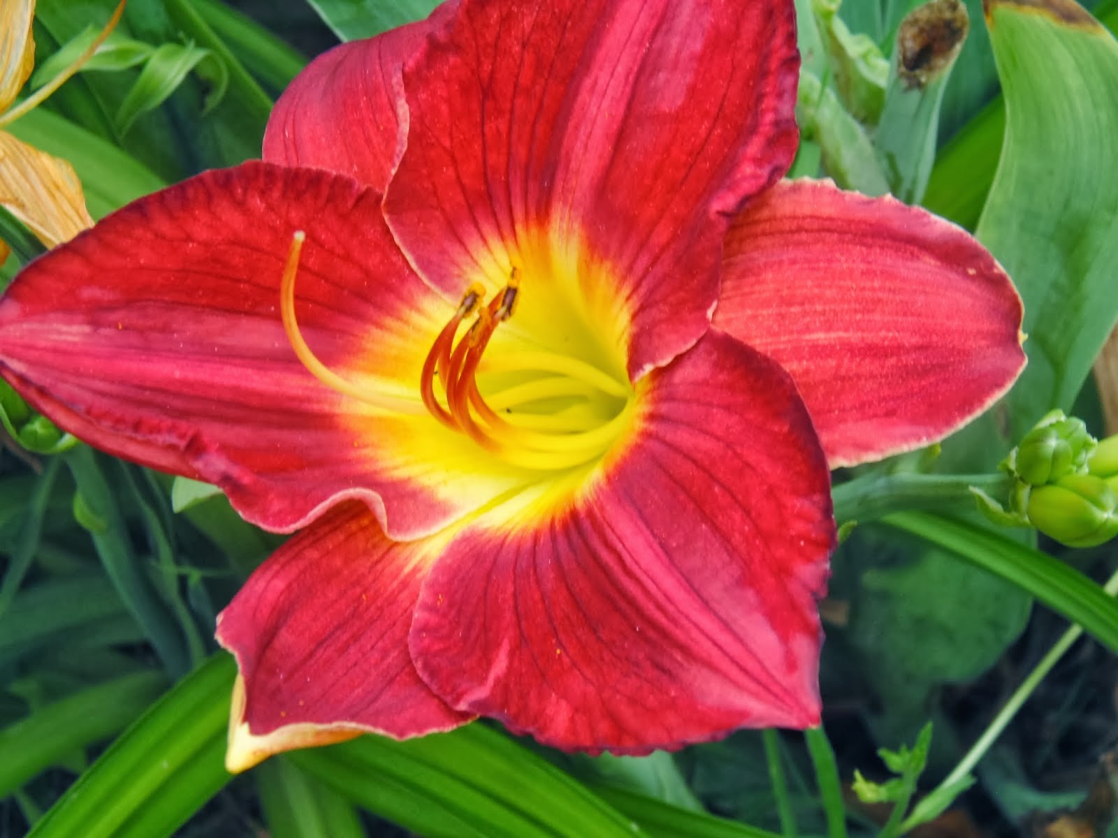 Biodiversidad: PLANTAS