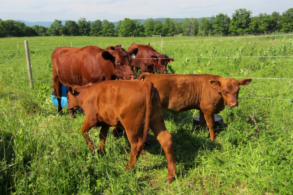 Windswept Adventure: Red Poll Cattle In New York State