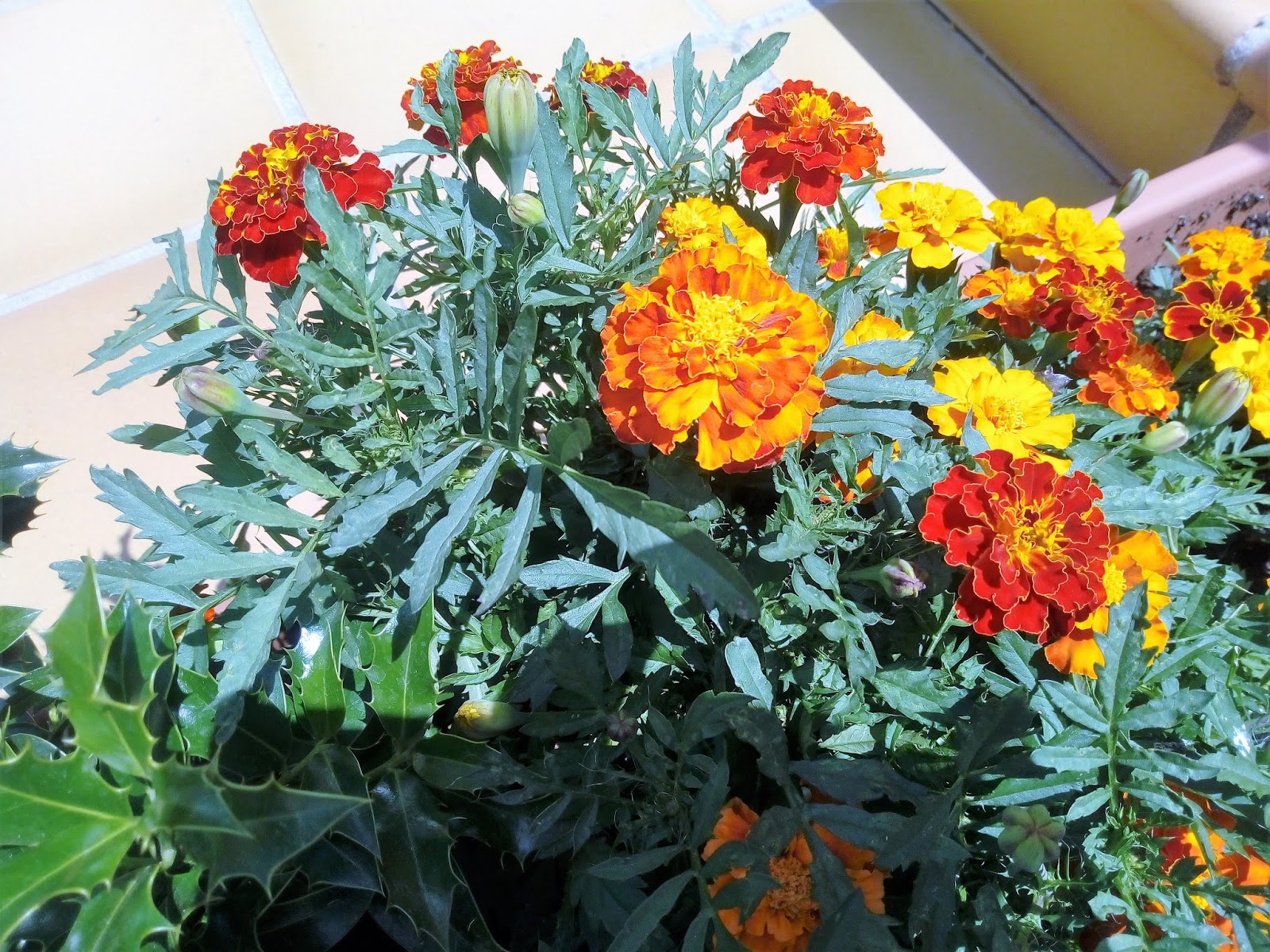 Biosfera vegetal.: Clavel chino (Tagete patula L.). Semillero.