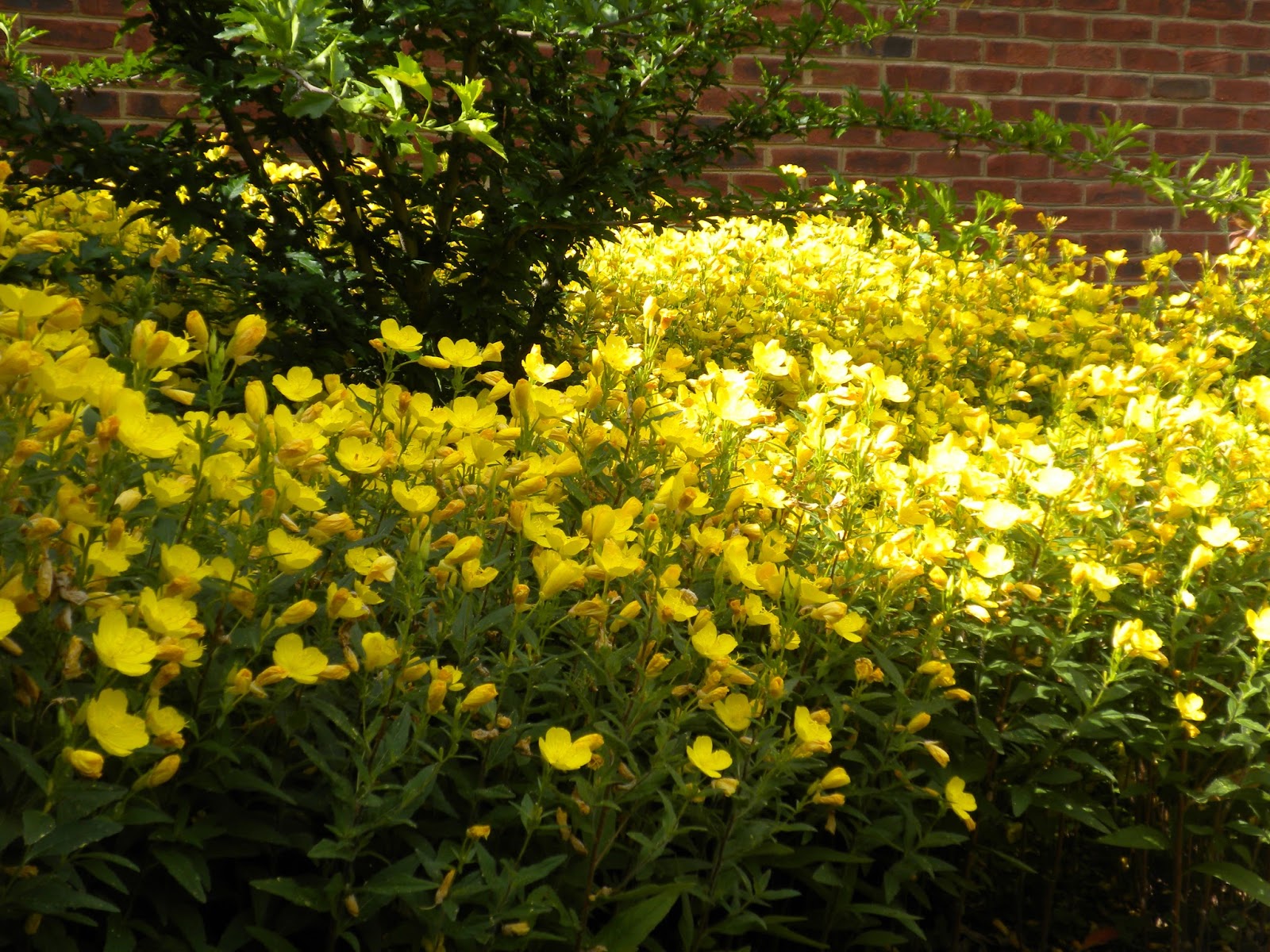 Panoply: Garden Color Burst, Container Plantings 2015