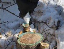 Restoring The Landscape With Native Plants: Buckthorn Blaster: An ...