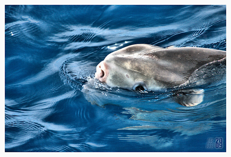 Real Monstrosities: Ocean Sunfish