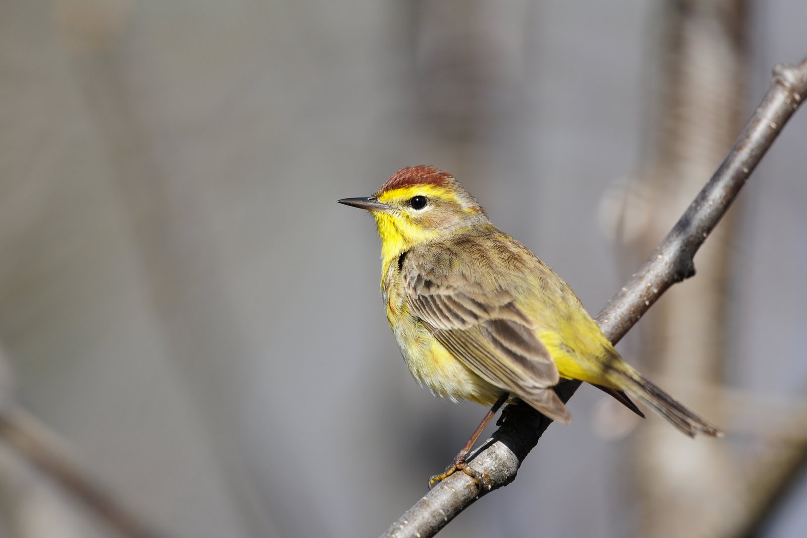 Wisconsin Birds- From Stevens Point to Boulder Junction