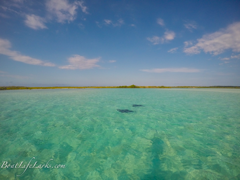 Conception Island, Part 2: The Wildlife Tour! - Boat Life Larks - SV ...