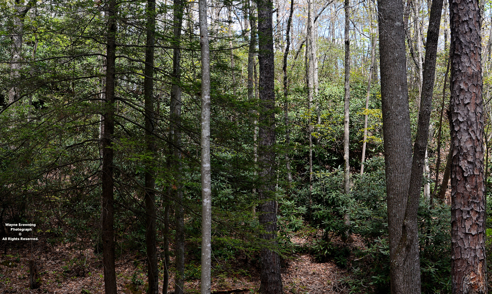 The High Knob Landform: Beauty Along Red Fox Trail of Pine Mountain
