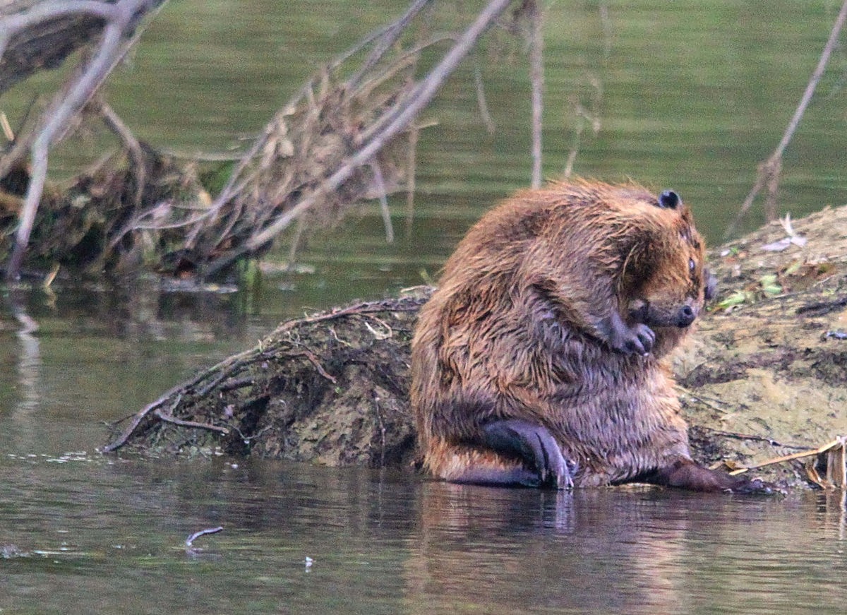 Gary's Outdoor Wanderings2: MORE UNUSUAL BEAVER PICS