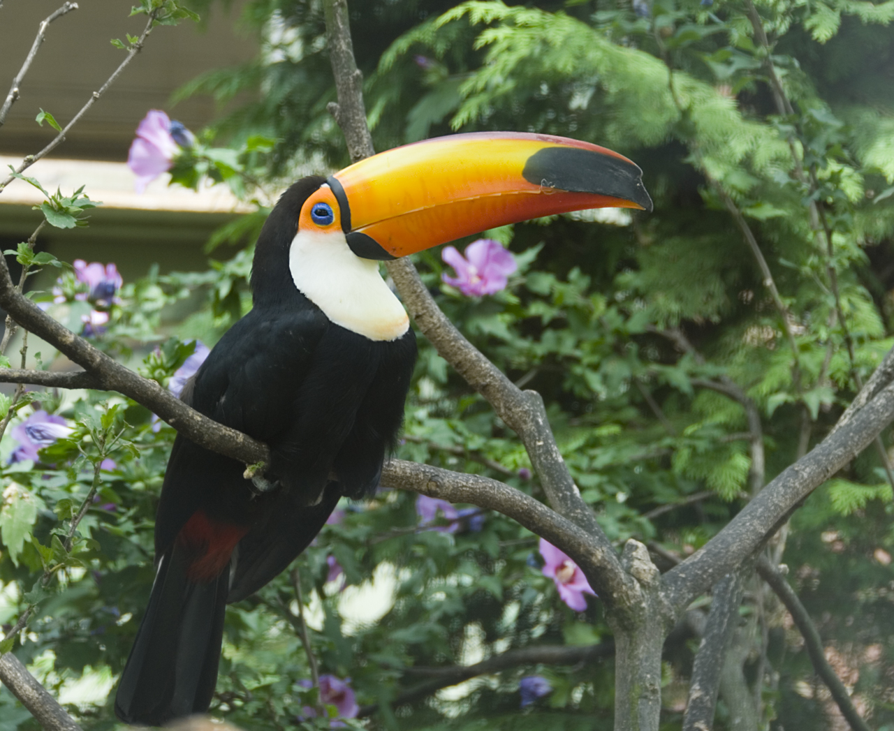 London Toco Toucan Bird Wallpaper | Wallpaper ME