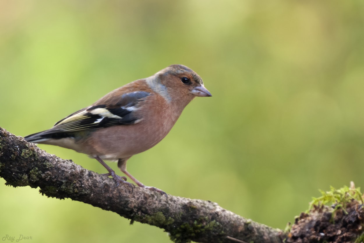 Foto's: Vink