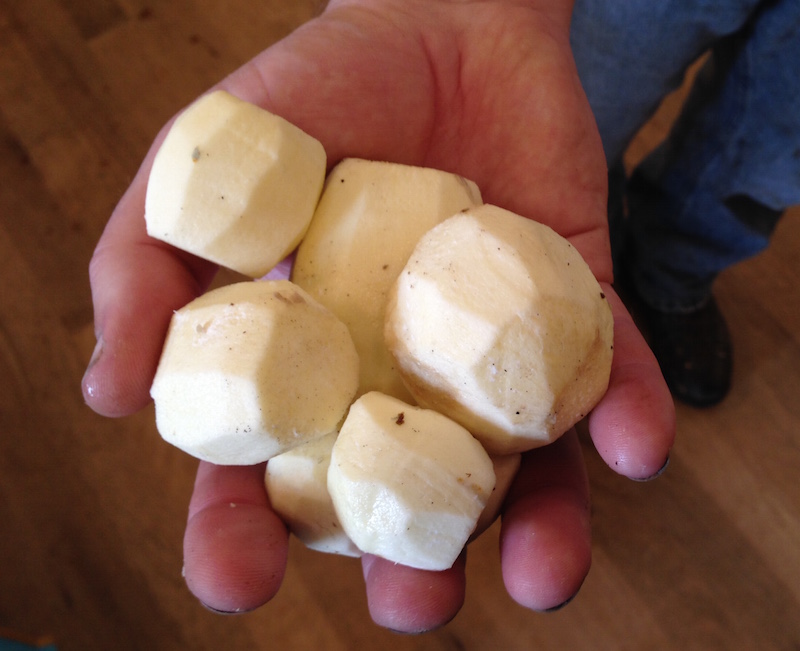 Good Stuff NW: Digging Our Roots: The Great Wapato Hunt