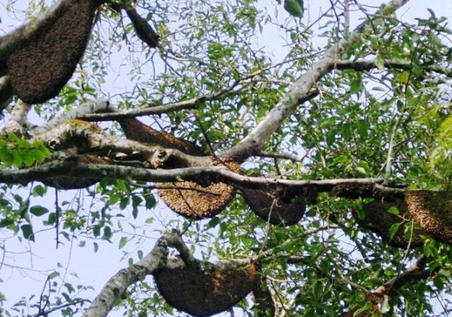POHON MADU di Lindungi Oleh Masyarakat Kalimantan - Alam Mentari
