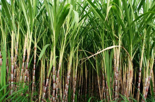 Cara Nak Pembiakan Pokok Tebu - RaventaroLyons