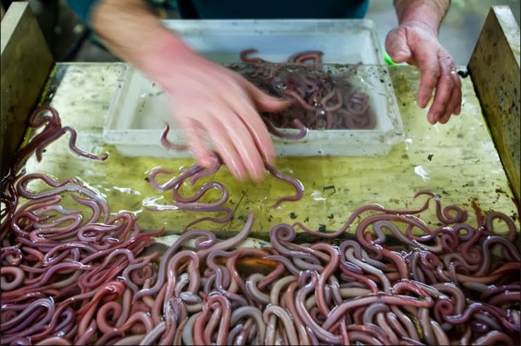 Penobscot Bay Blog: Maine bill to let towns limit marine worm digging ...