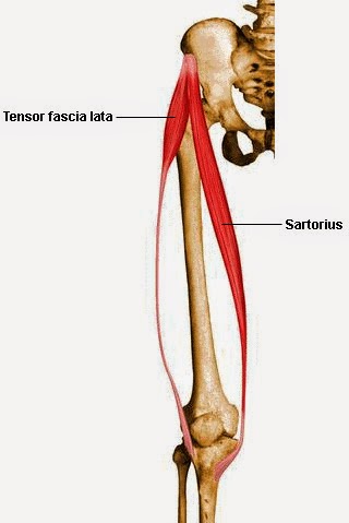 Fisioterapia, 2014: Tensor de la fascia lata. Estiramento activo ...