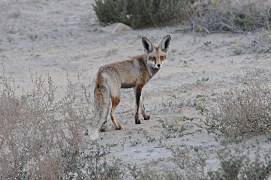 Birds of Saudi Arabia: Arabian Red Fox - Dhahran Hills