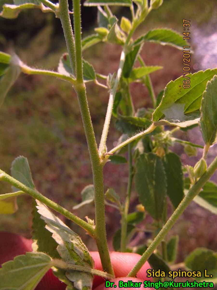 Medicinal Plants: Sida spinosa, Nagabala, Otasiida, prickly fanpetals ...