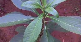 EWÉ ERVAS SAGRADAS ( SAGRED HERBS ): ÈWÉ ORÔ, ÈWÉ ÉWÚRÓ ÀLÚMÓN