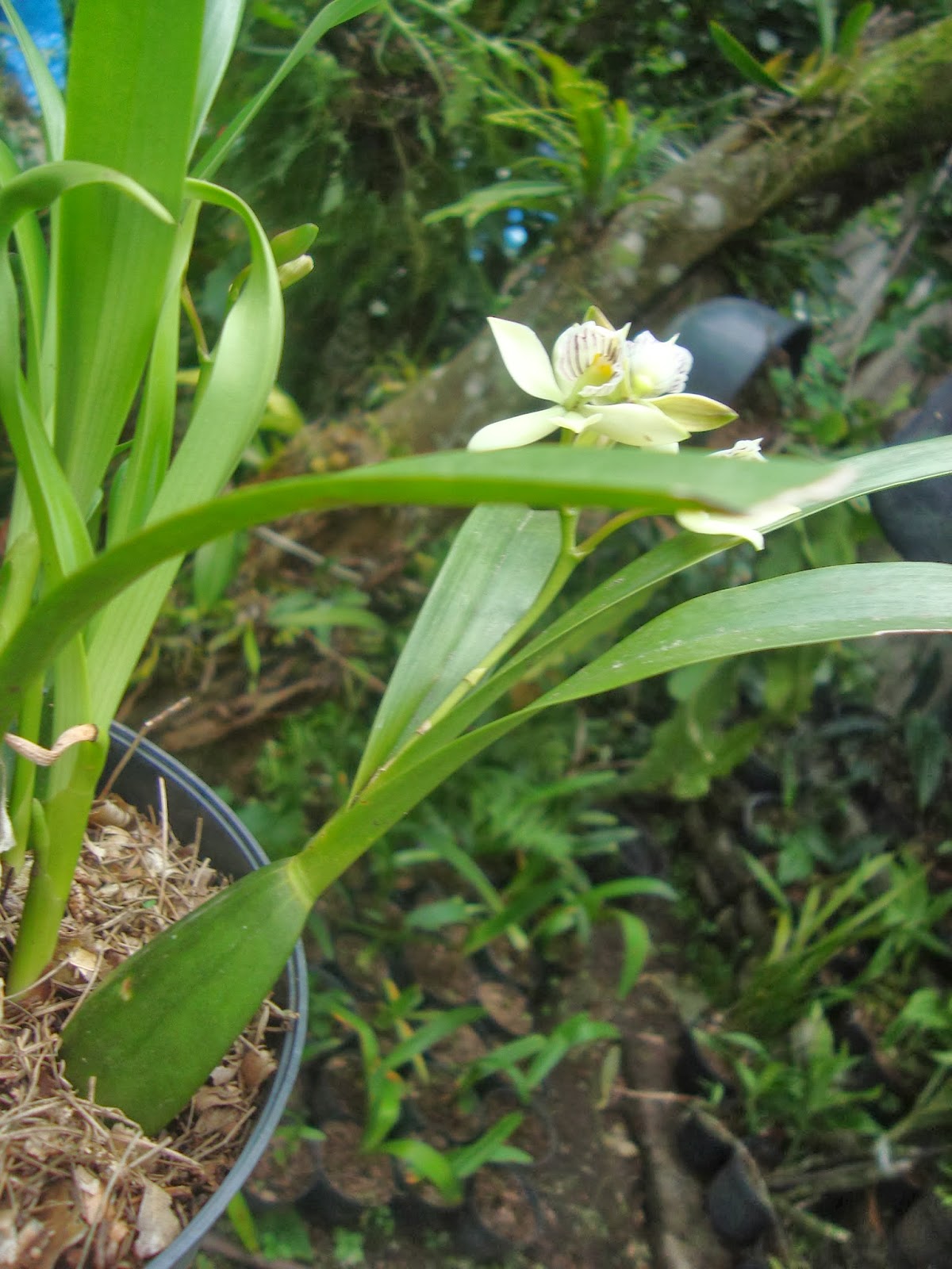Orquídeas HElid: Prosthechea Radiata / Encyclia Radiata