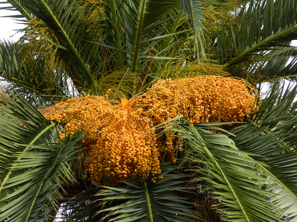LA MULTI ANI, ROMANIA!: Fructe de palmieri in Beaulieu-sur-Mer