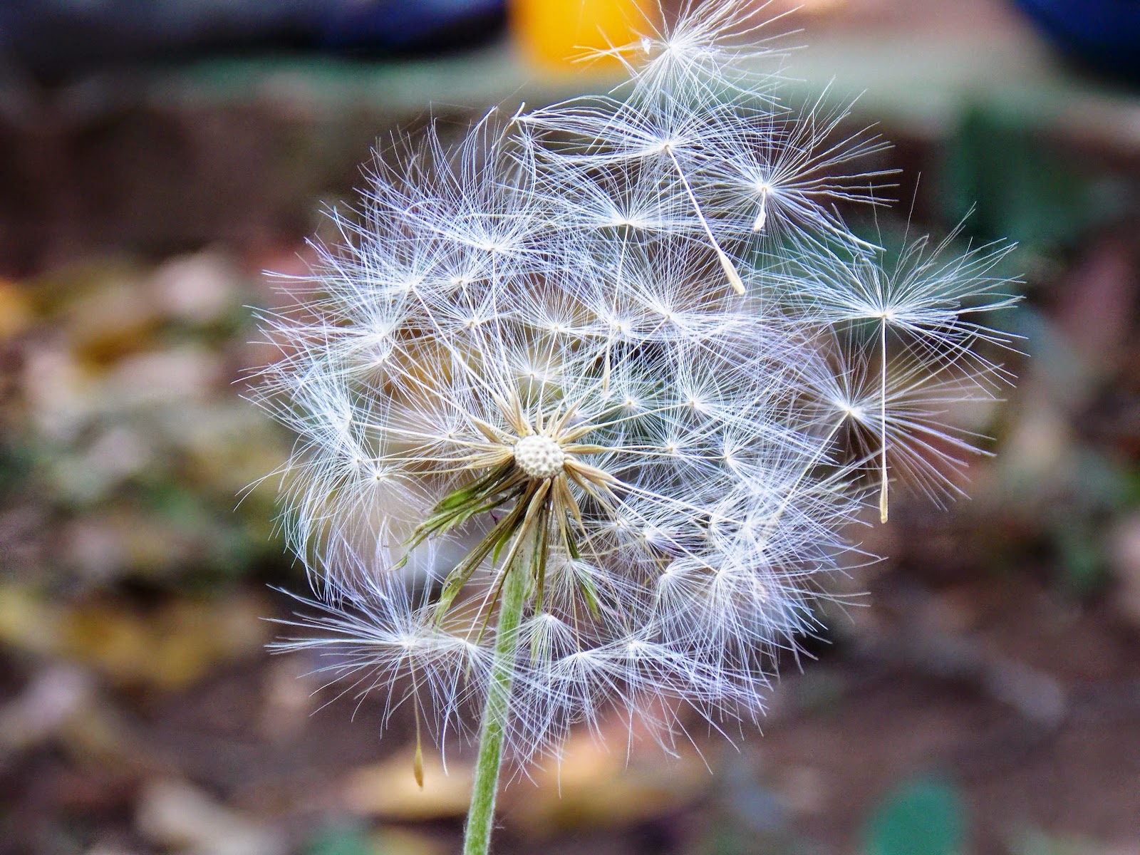 Biologia Por Trás das Lentes: Dispersão - Anemocoria