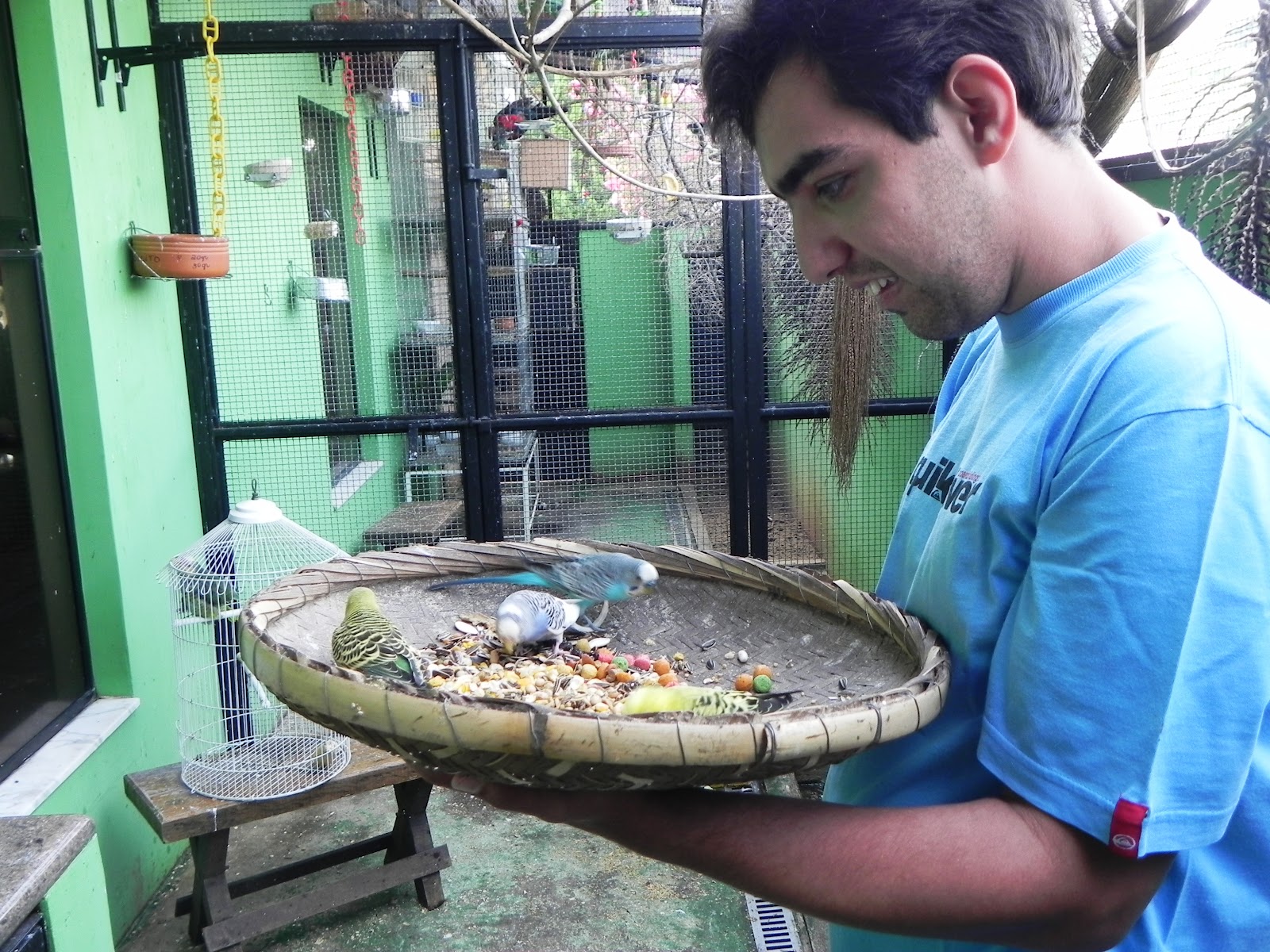 Viveiro Harmonia: Periquitos comilões