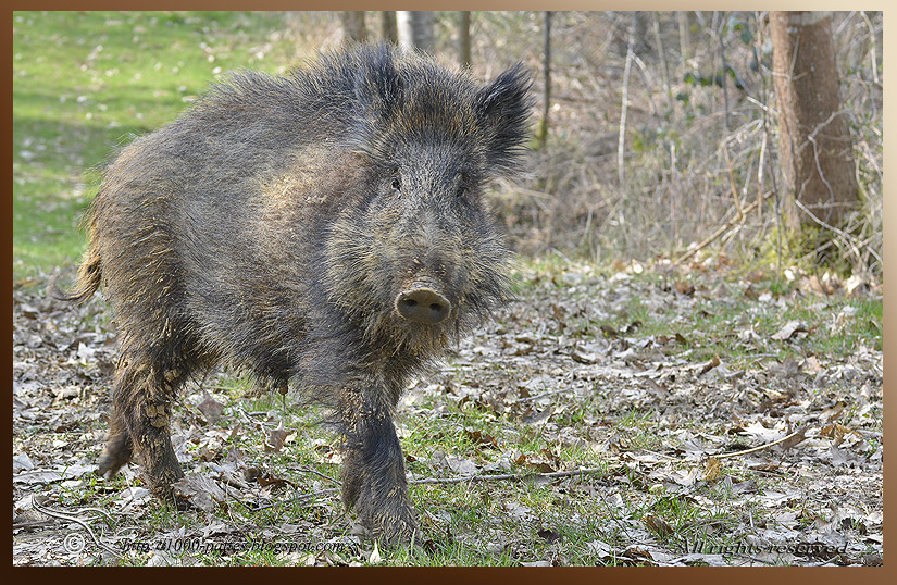 WILDLIFE GATEWAY: Sanglier: caractère et reproduction
