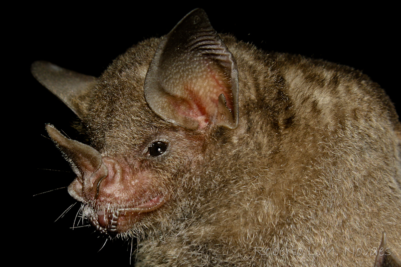 Morcegos do Brasil: Carollia perspicillata