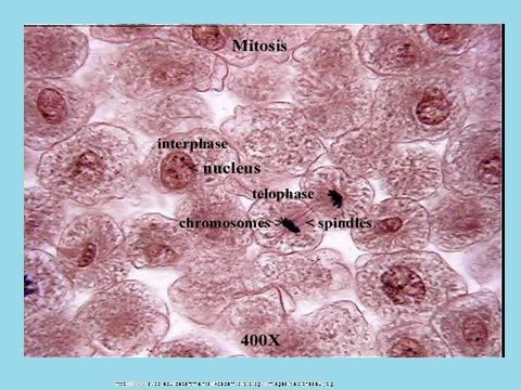 Biopedia: Practicals
