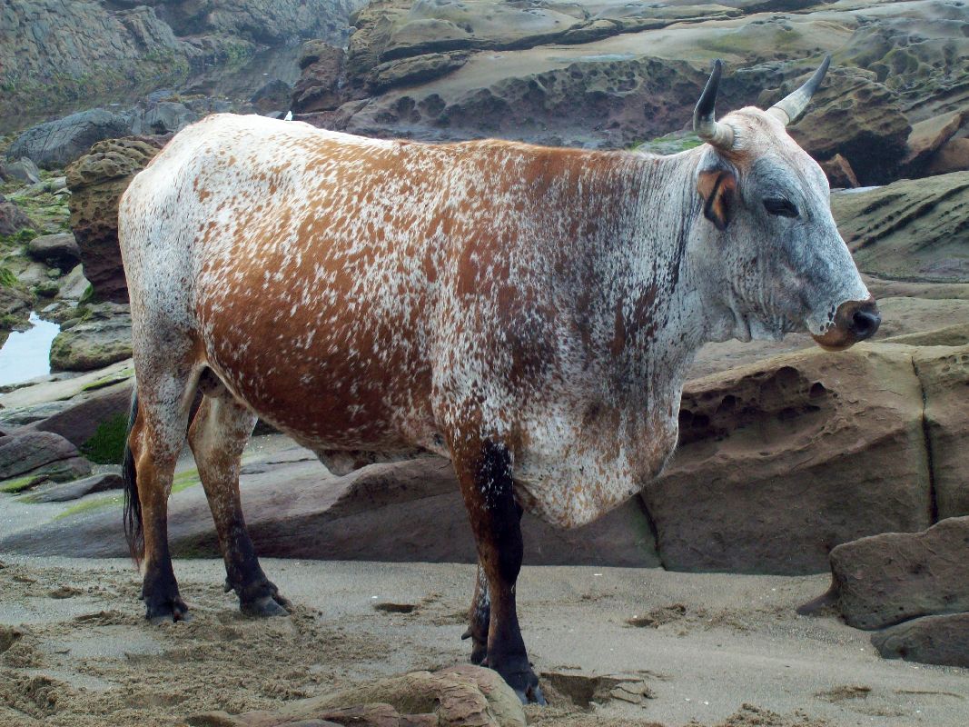 Chocolat Negro or la vie est belle souvent: The Nguni - A Mighty Tribe