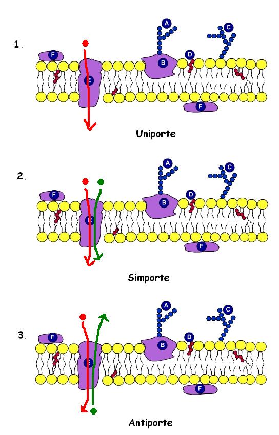 EBUC 2012 - Biología I y II medio: Clase 10 - Transporte a través de la ...