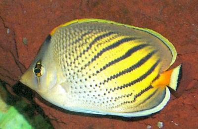 D' Ocean Aquarium: Ikan Kepe kepe (Butterfly Fish)