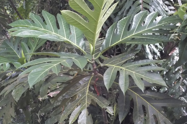 Photography with Dr. Ernie.: Tipolo (breadfruit) tree in Bacolod City.
