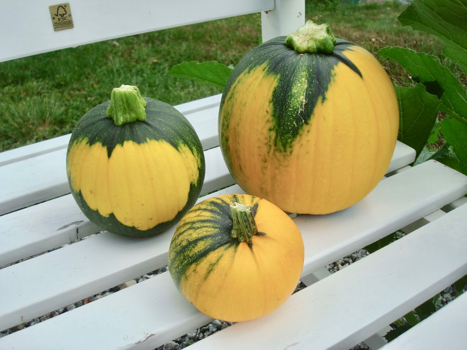 Vit Hortensia: Pumpa