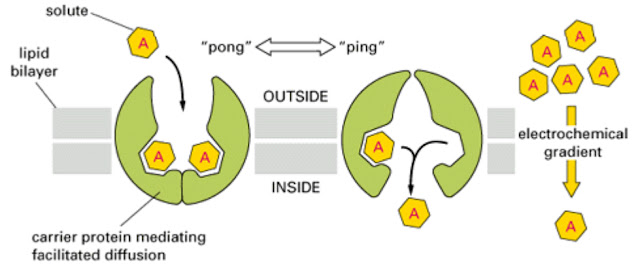 Macam-macam Mekanisme Transpor Membran - Biologizone