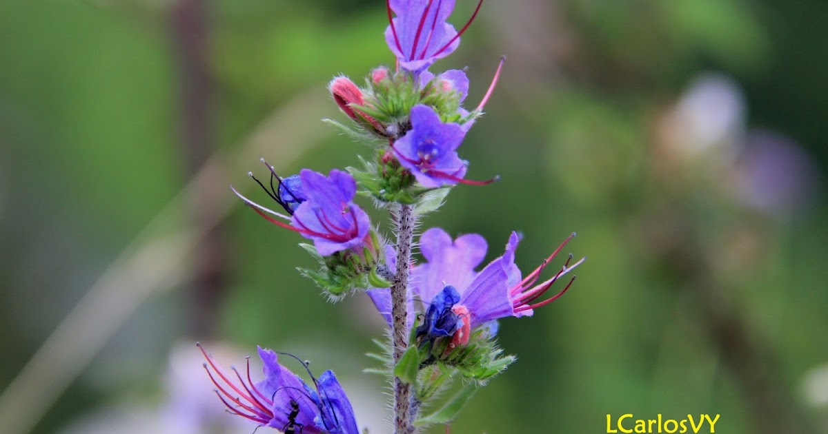 Plantas silvestres de Asturias: Viborera - Echium vulgare