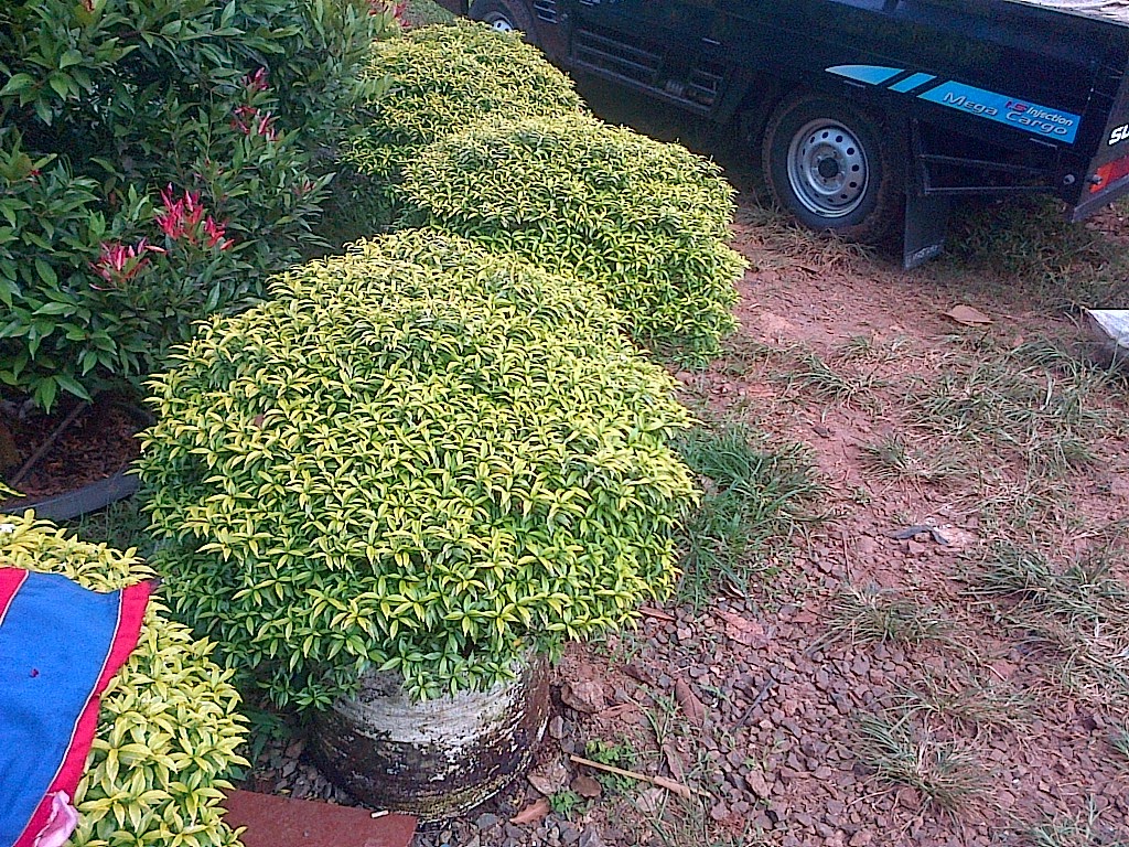 dome cemara felora: KARIMBOSA MINI GOLDN