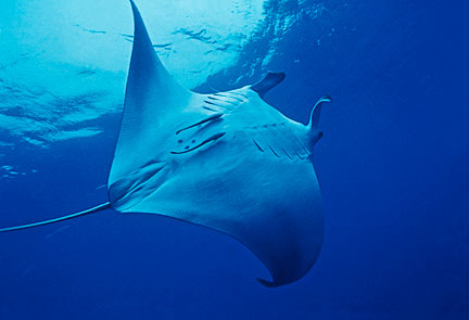 Sala de Leitura da E.M. Irã: JAMANTA