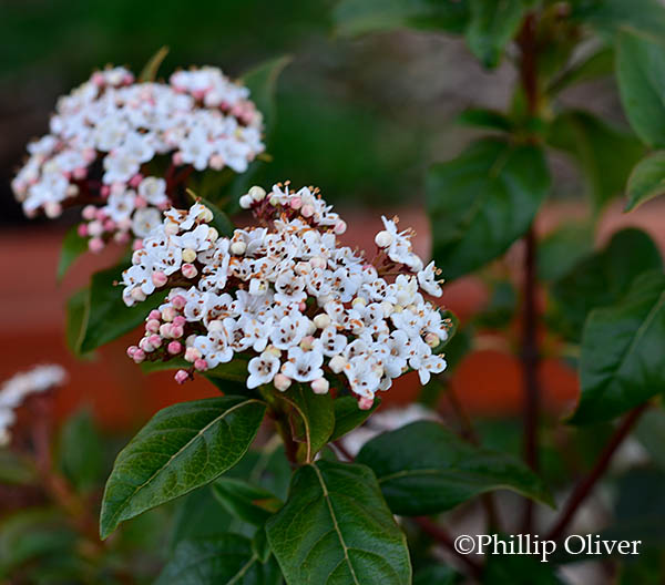 April Bloom Day 2017
