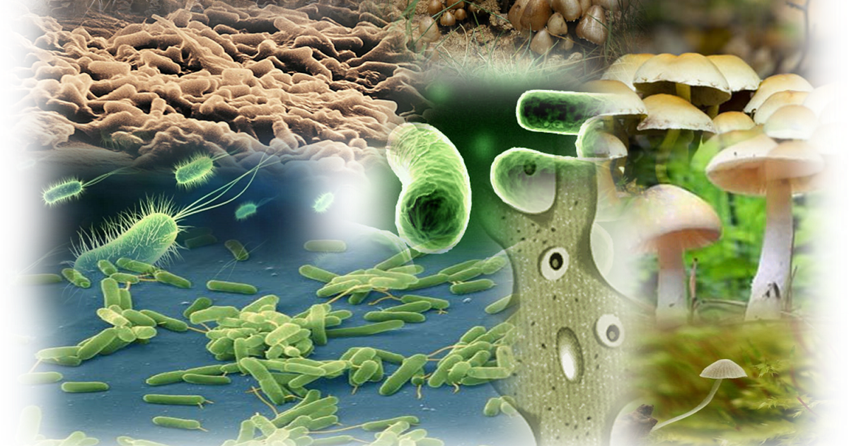 Elementos Bióticos del Ecosistema ~ Biopsicosalud