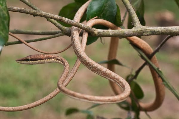 Panama Silvestre: Oxybelis aeneus (Colubridae)