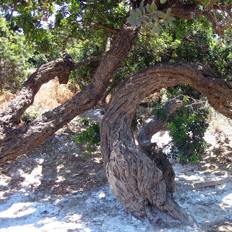 Stella Crown Natural Cosmetics: Chios mastic, the amber of Greece ...