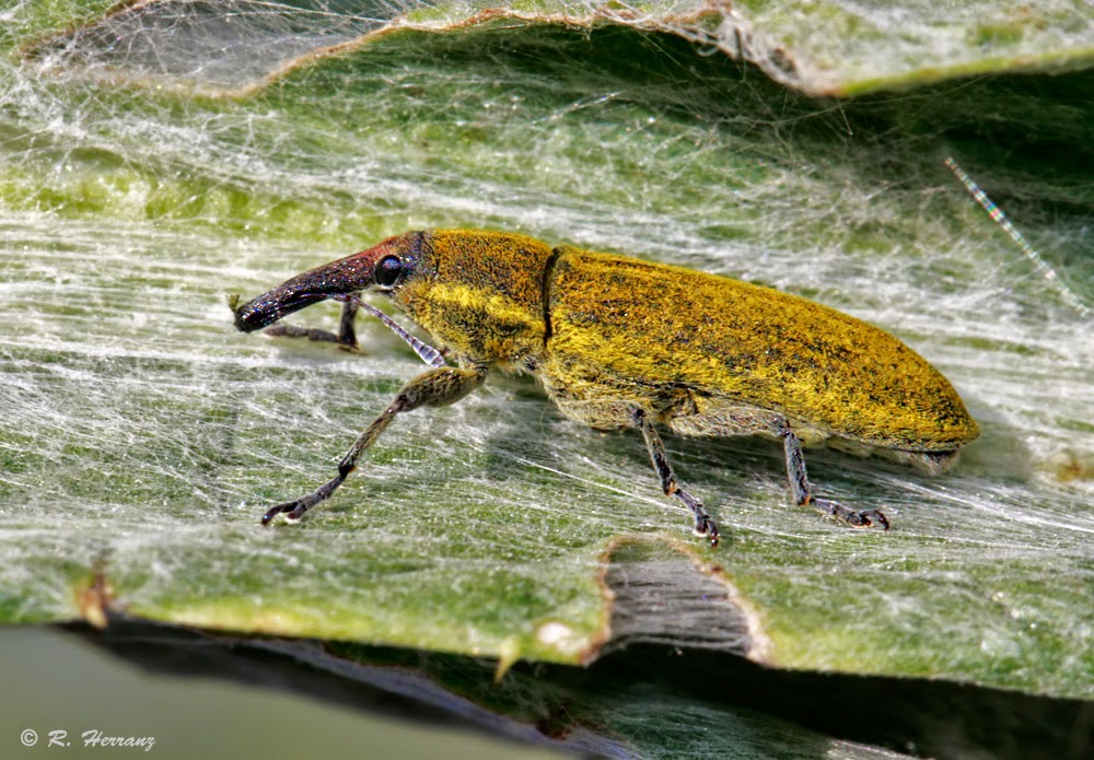 fotosricardo-h: GORGOJOS (COLEÓPTERA : CURCULIONOIDEA) II - Weevils II